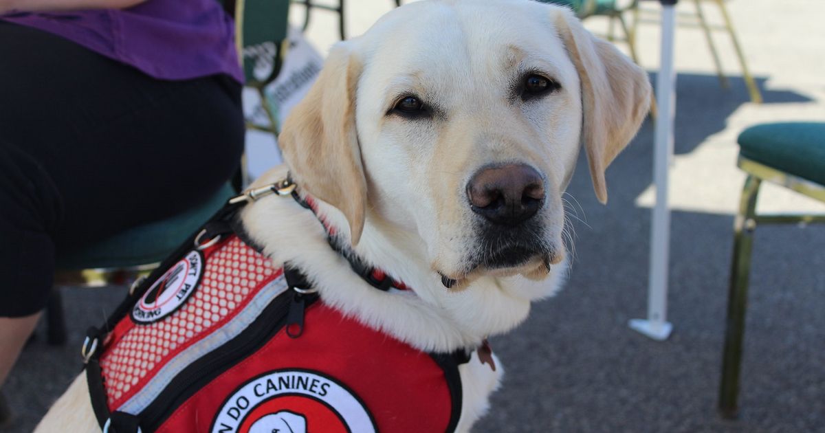 Assistentiehonden nog steeds vaak onterecht geweigerd | College voor de ...